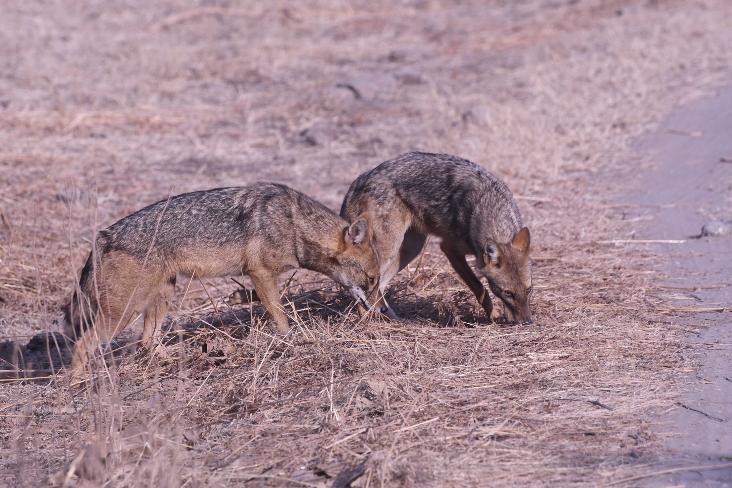 Day of the Jackal – Amateur Photographer